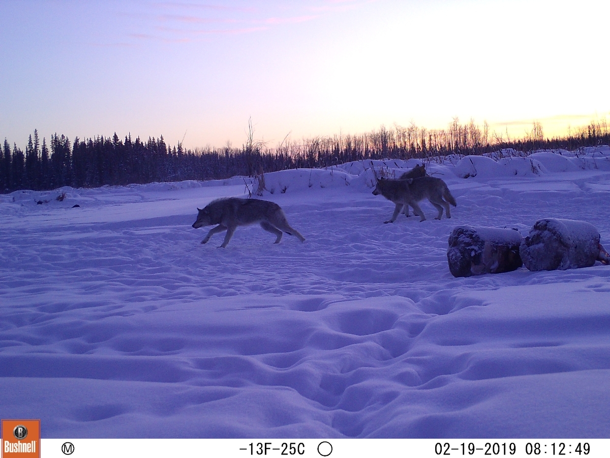 Alberta Dark Horn Ltd Wolf Hunts Photo Gallery